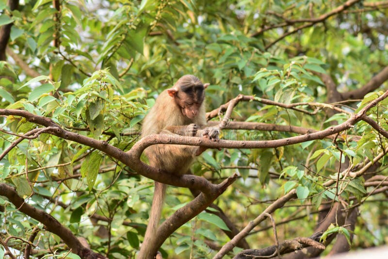 Monkey on tree stock image. Image of wild, hill, beautiful - 135426809