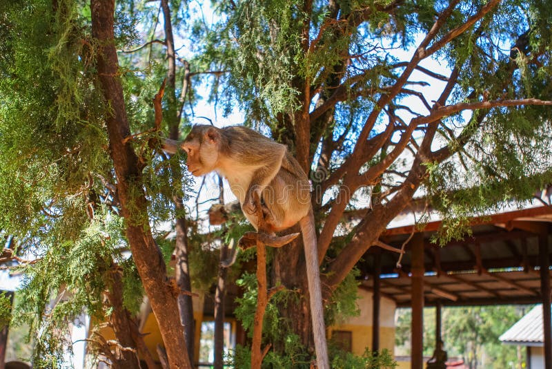 192 Covey Tree Stock Photos - Free & Royalty-Free Stock Photos from ...