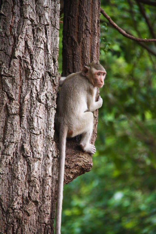 Monkey on the tree; stock image. Image of chimpanzee - 40363513