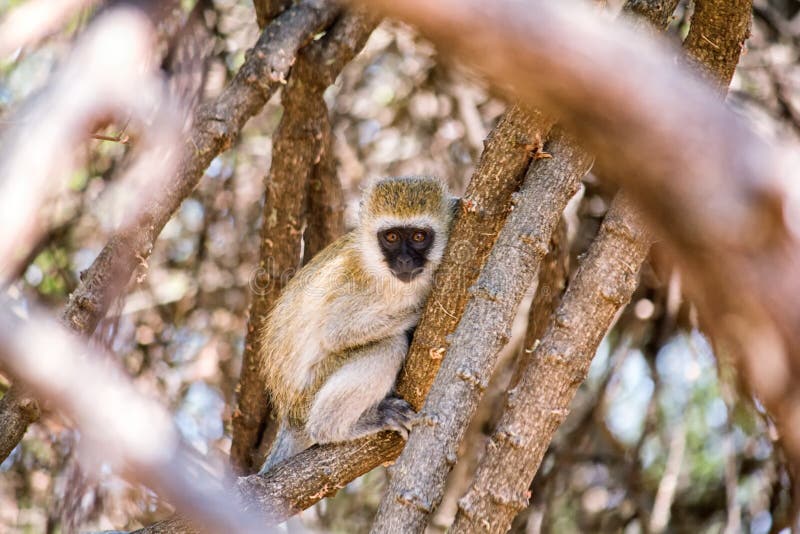 Monkey stock image. Image of travel, africa, animal - 128340013
