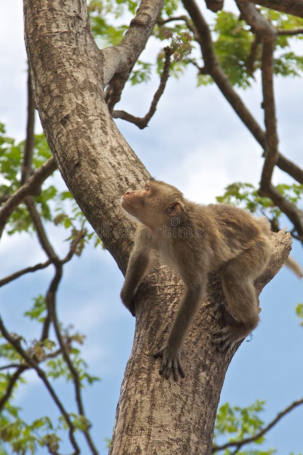 Monkey on a tree, Thailand stock photo. Image of climb - 13189712