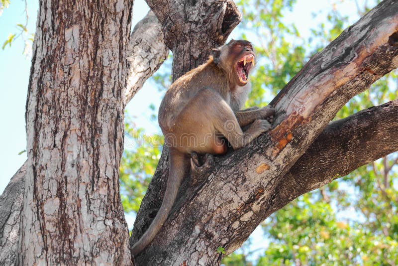 Monkey stock image. Image of bucktooth, wildlife, thailand - 36940159