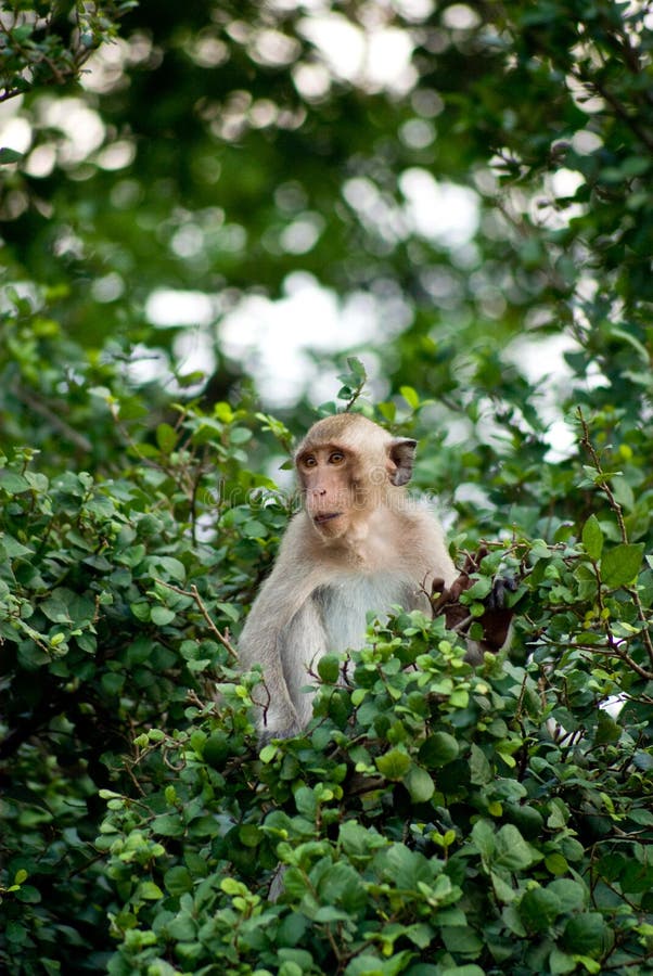 1,725 Monkey Top Tree Stock Photos - Free & Royalty-Free Stock Photos ...