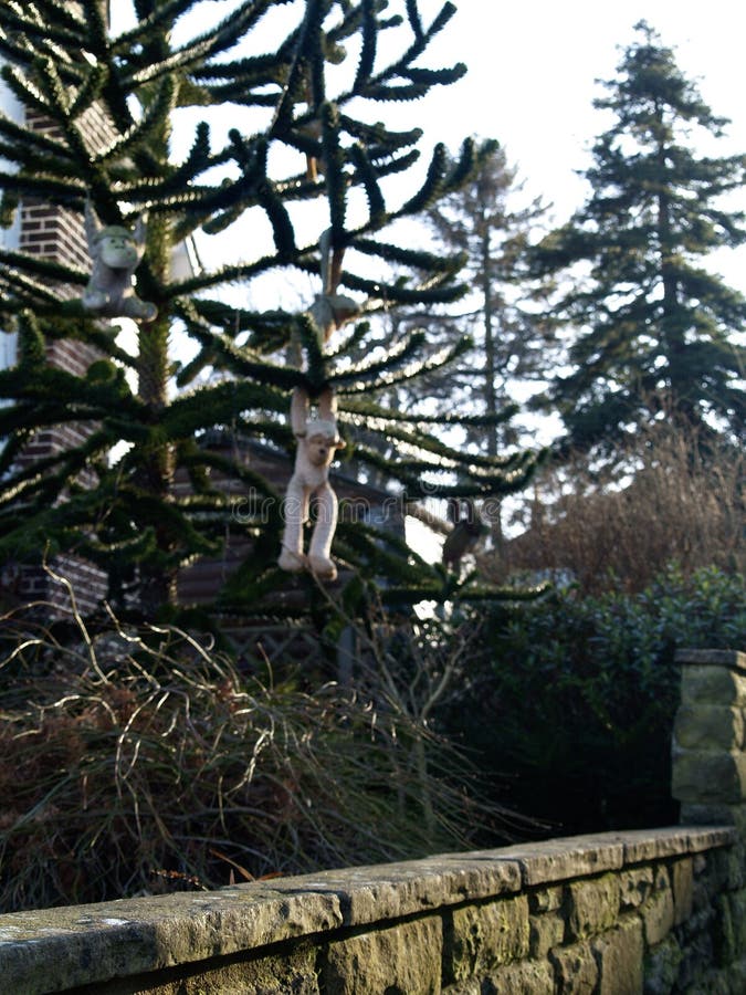 Monkey tree in yorkshire stock image. Image of monkey - 169699547