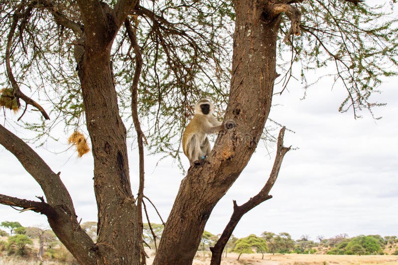 Monkey on a Tree Trunk in the Savannah of Tarangire National Park, in ...