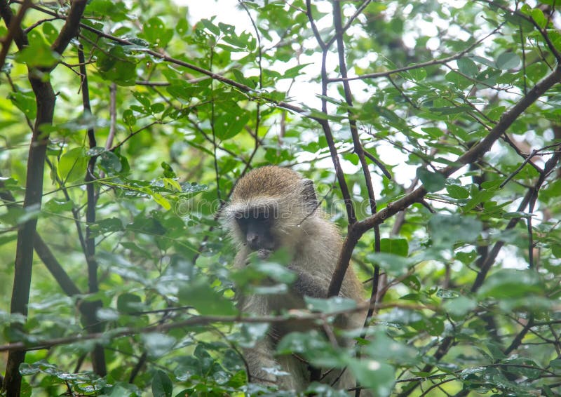 Monkey in a Tree at Victoria Falls in Zimbabwe Stock Photo - Image of ...