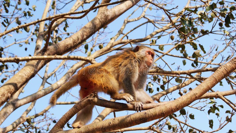 Monkey Pod Tree stock photo. Image of kauai, tropical - 21760254