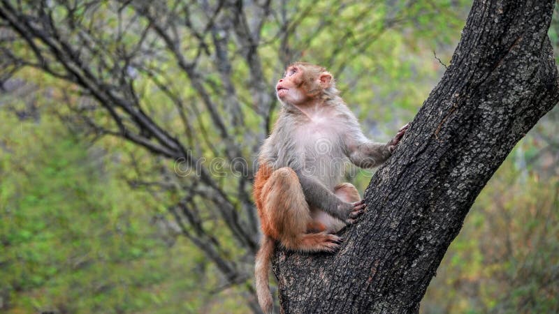 Monkey on the Tree. Wild Animals.. Landscape at Dusk Stock Photo ...