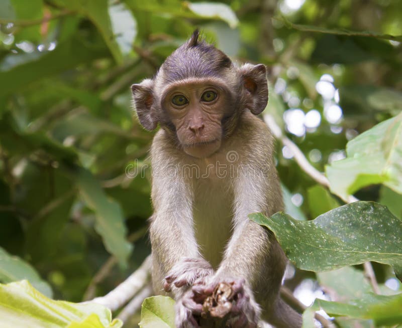 Monkey on the tree stock photo. Image of thailand, grass - 59216702