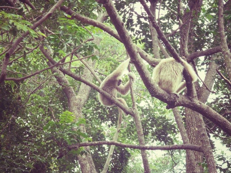 Monkey on trees stock image. Image of monkey, amimal - 44000909