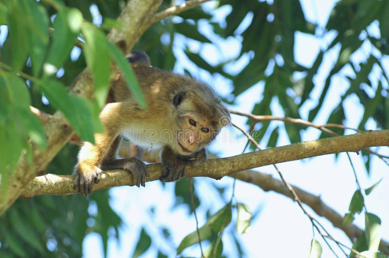 A Monkey in the Trees stock photo. Image of life, east - 167053454