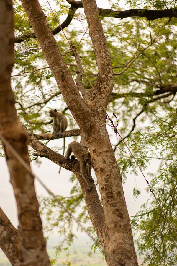 Monkey in Trees on the Top of the Cave of Phnom Sampeau Stock Image ...