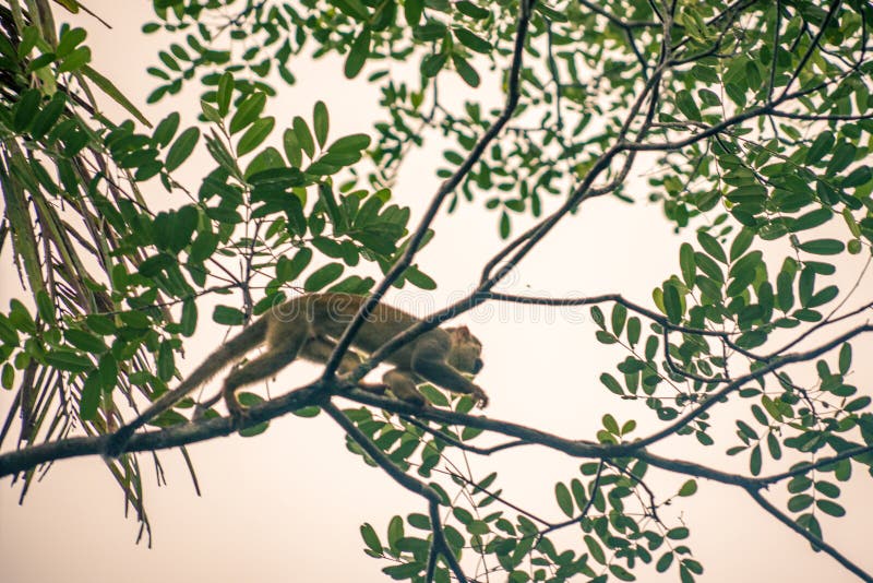 Monkey in the Trees in Tranquilandia Stock Image - Image of look ...