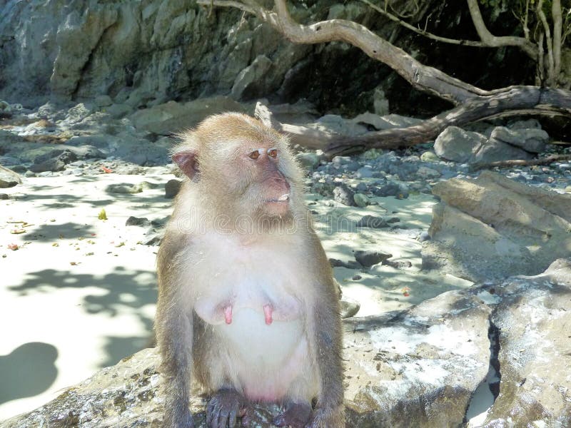 A Monkey on a Tropical Island Stock Image - Image of summer, monkey ...