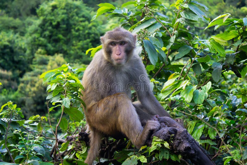 African monkey in a tree stock image. Image of furry - 17741431
