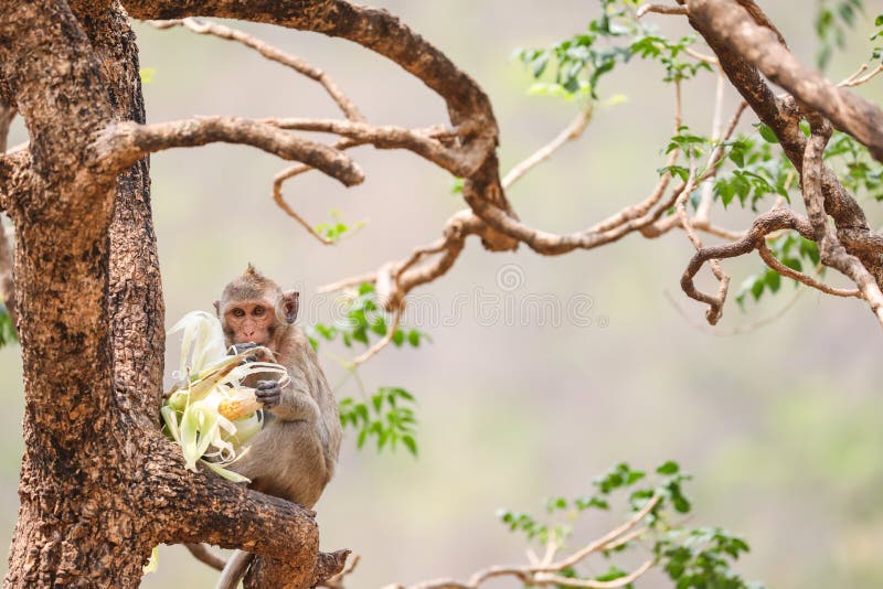 Monkey on Trunk. stock photo. Image of macaque, wood - 93493846