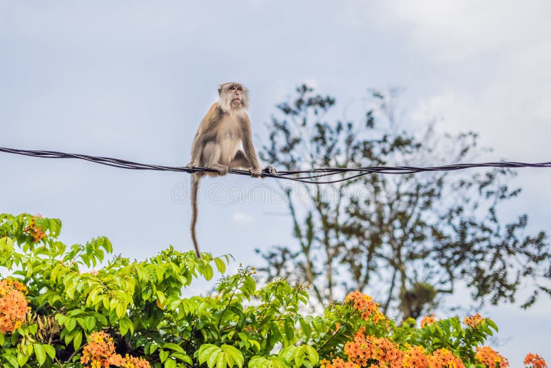 Monkey is Trying To Walk on the Wires Carefully Stock Photo - Image of ...