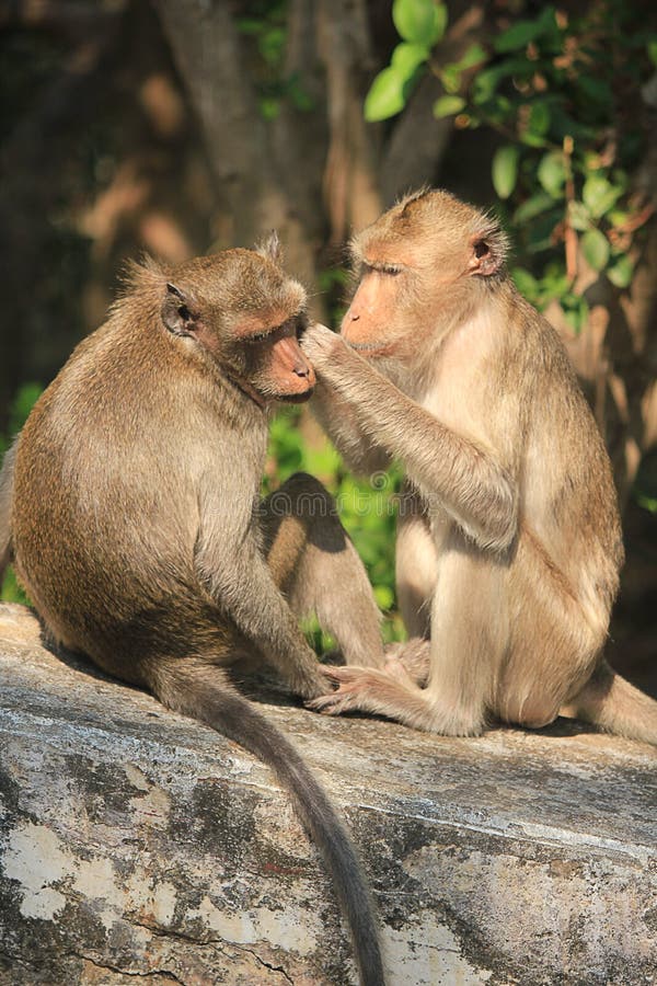 Monkey. stock photo. Image of primate, social, together - 47032916