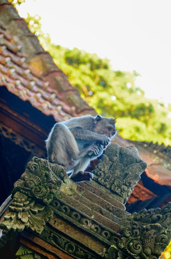 Monkey, Ubud, Bali, Indonesia Stock Image - Image of ubud, animal: 75272537