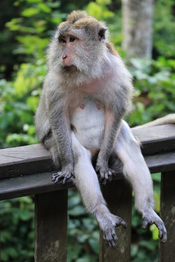 Monkey in Ubud Monkey Forest Stock Photo - Image of ubud, monkey: 323344326