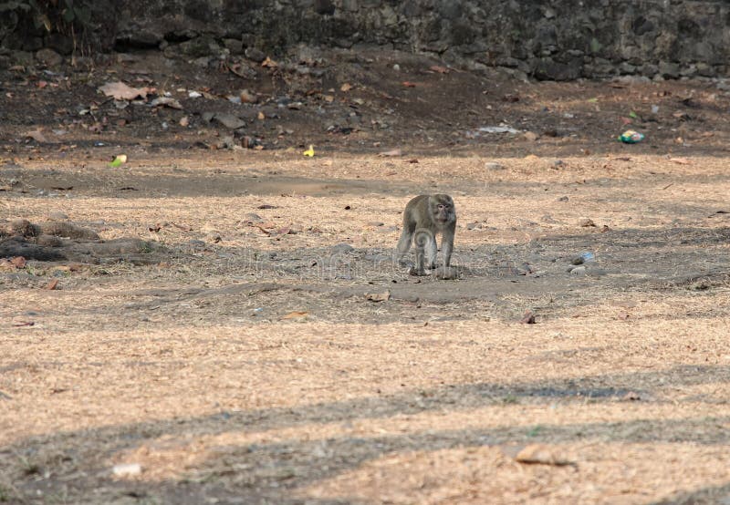 A Monkey is in a Field with Grass that is Dry Due To the Dry Season ...