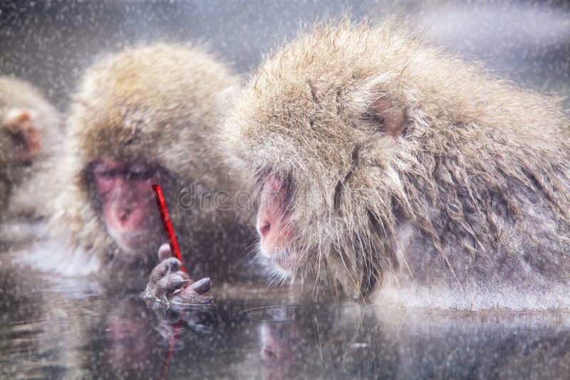 Monkey Using Smartphone Browsing Internet Updating Social Media Stock ...