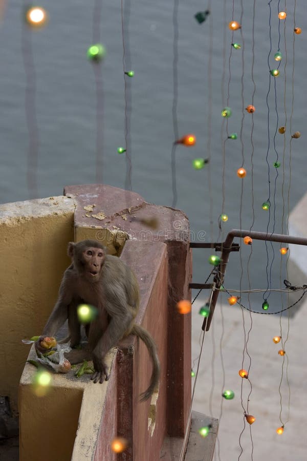 Monkey editorial image. Image of ghat, india, thief, roof - 84824345