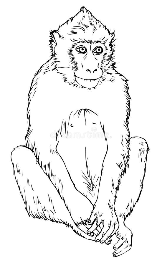 Monkey Vector Drawing for Children`s and Adults` Illustrations. Stock ...