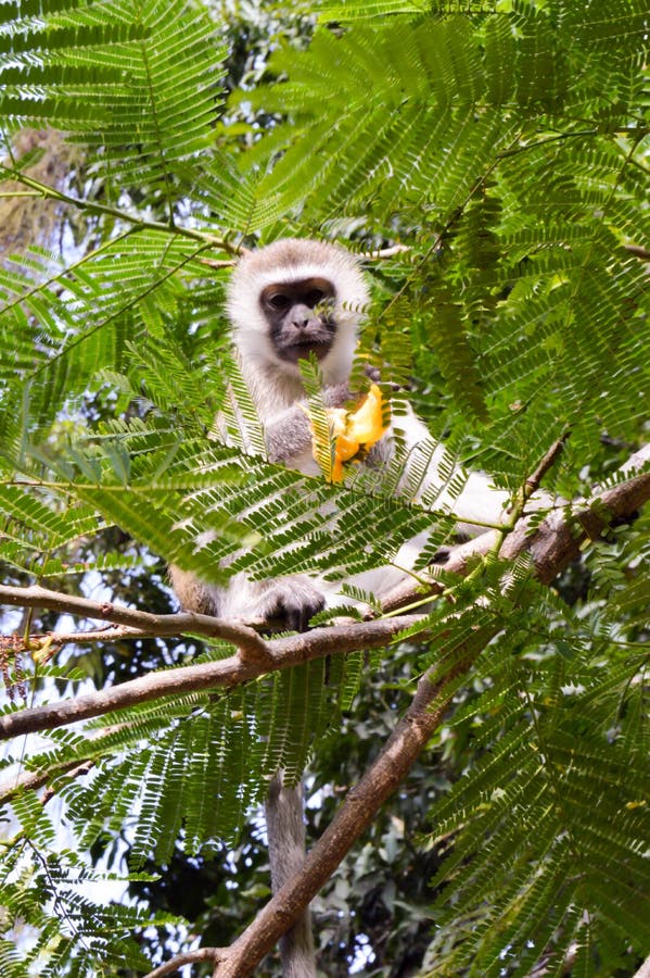 Monkey Vervet on a Tree Eating a Mango Stock Image - Image of ...