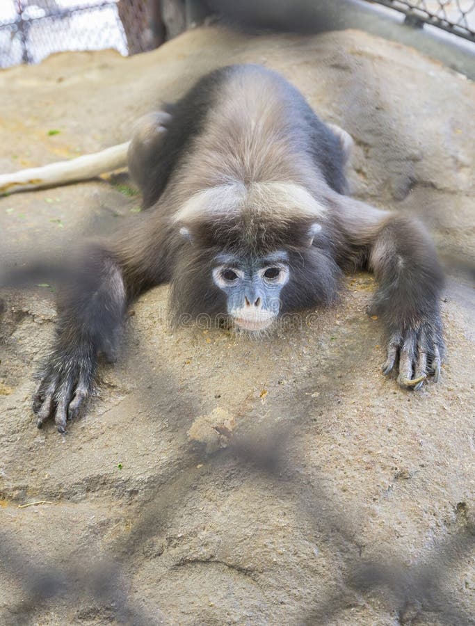 Monkey is Very Sick and Very Lame in the Nick Stock Photo - Image of ...