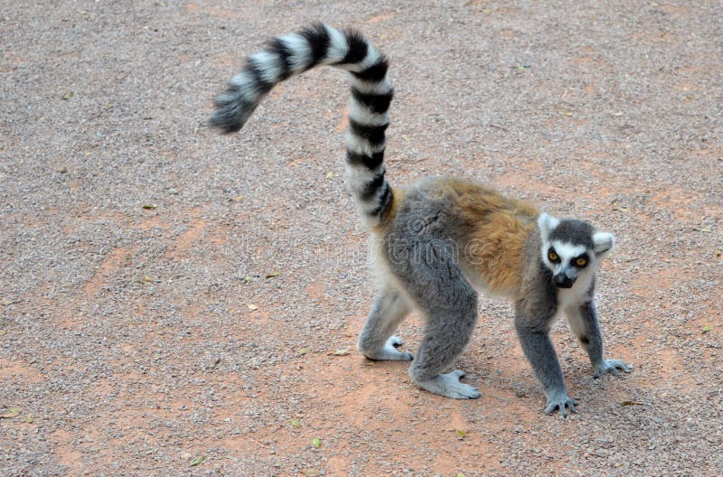 Monkey stock image. Image of view, nature, gray, wildlife - 91545601