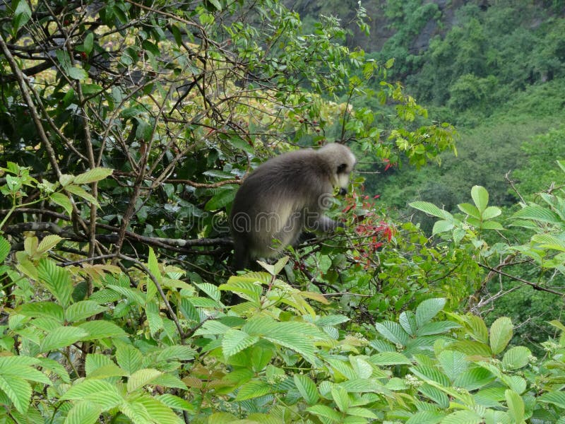 Monkey stock image. Image of foodd, monkey, wailed, eating - 91051017