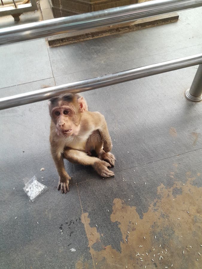 Monkey Wait for Food in Temple Stock Photo - Image of food, wait: 274241434