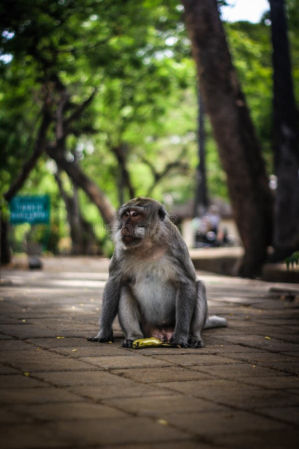 A Monkey Waiting Food from Human Stock Photo - Image of monkey, food ...