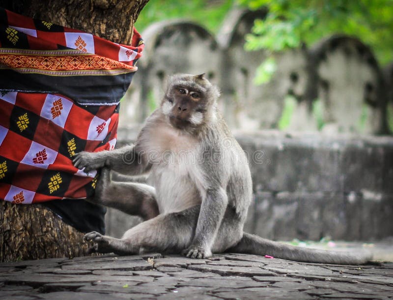 A Monkey Waiting Food from Human Stock Photo - Image of human, squirrel ...