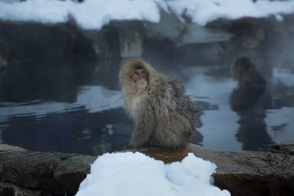 Monkey waiting for hope. stock photo. Image of crowd - 99525948