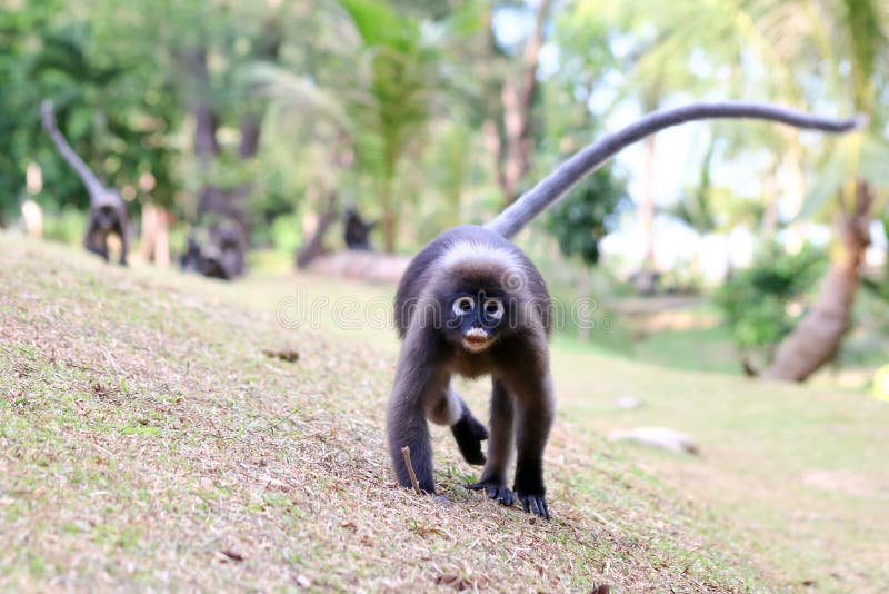 A Monkey Walk on a Wall (High Resolution ) Stock Photo - Image of ...
