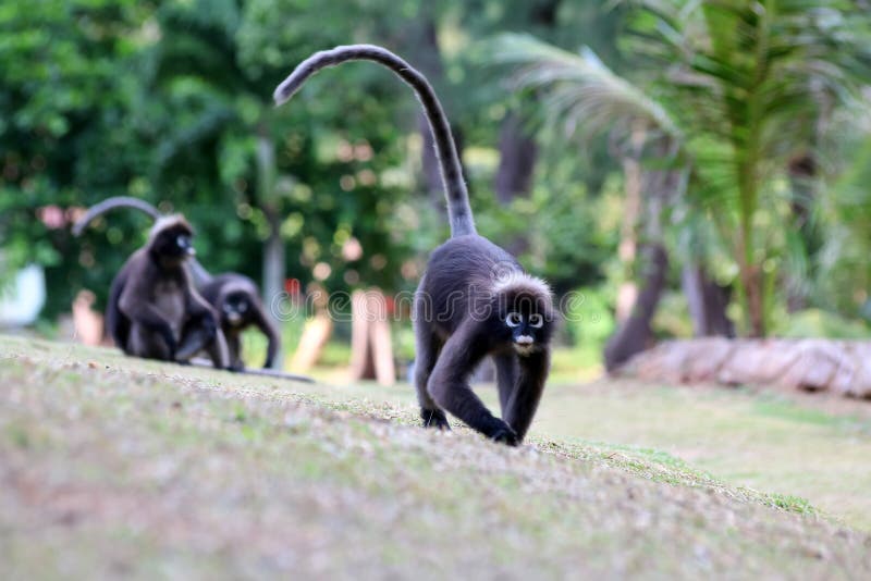 Monkey walk in the garden. stock image. Image of forest - 93785731
