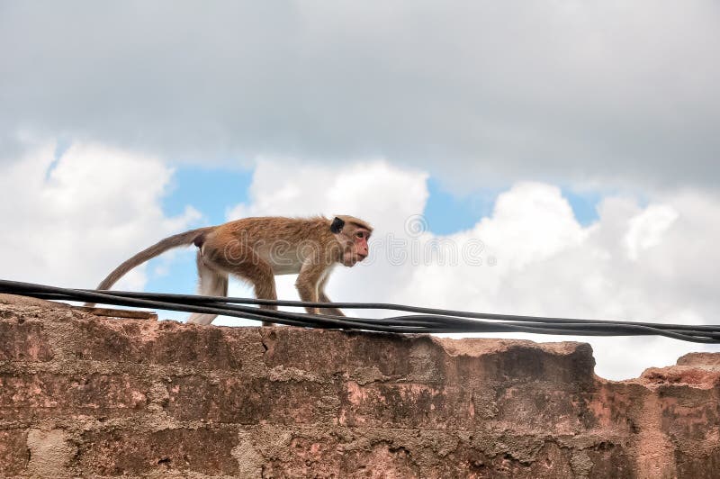 A Monkey Walk on a Wall (High Resolution ) Stock Photo - Image of ...