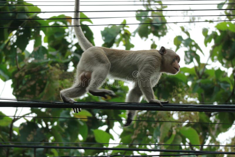 1 Monkey Walking on High Voltage Line Animal Danger Selectable Focus ...