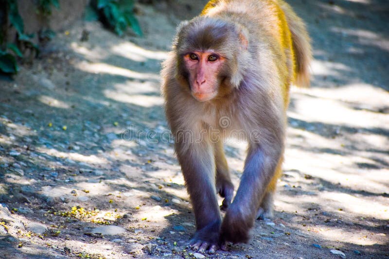 A Monkey on the Path at the Beautiful Green Jungle Landscape in Khao ...