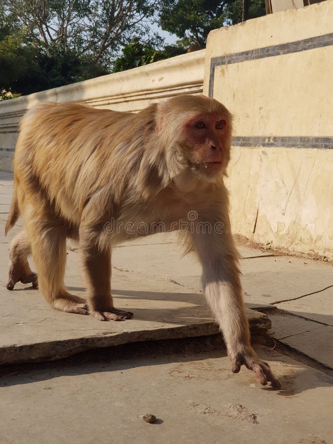 Monkey Walking & X28;rheus& X29; Stock Image - Image of chimpanzee ...