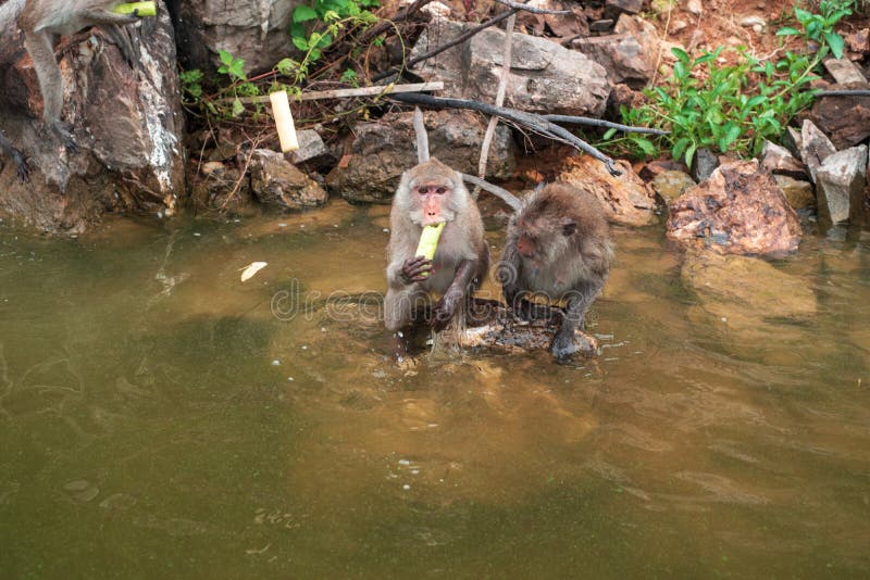 Monkeys are Eating Food from Tourist in the Reservior. Stock Image ...