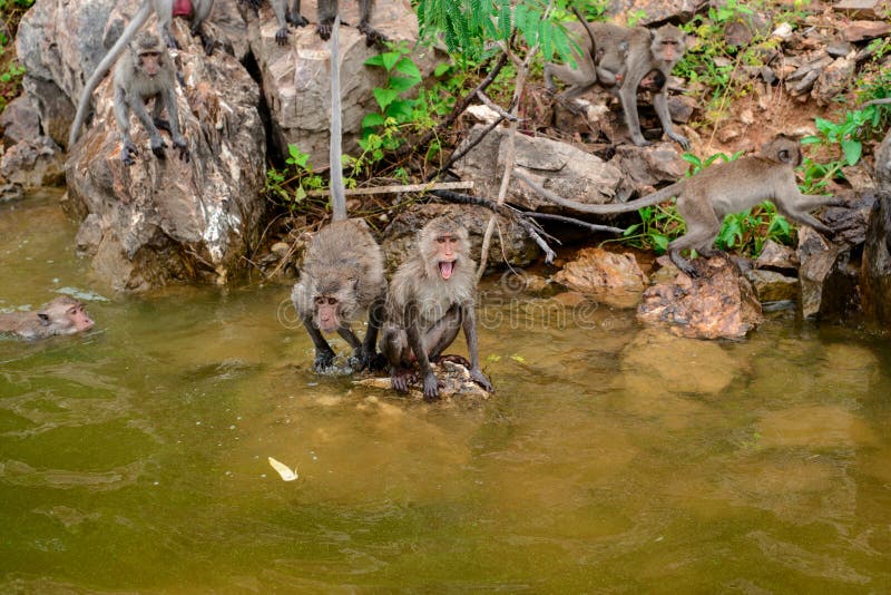 The Monkey is Walking the Rock at Reservior. Stock Image - Image of ...
