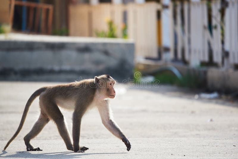 A Monkey Walking in the Street of the City Stock Photo - Image of ...