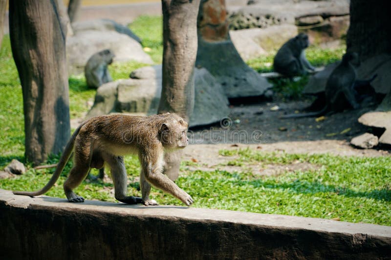 A Monkey Walking Using Its Feet and Hands. Animal Photos Stock Image ...