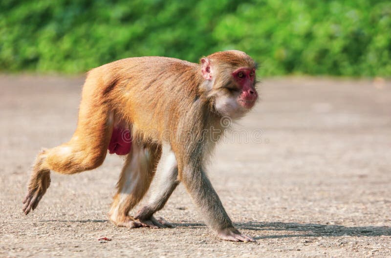 Monkey walks in the park stock photo. Image of wildlife - 176274636
