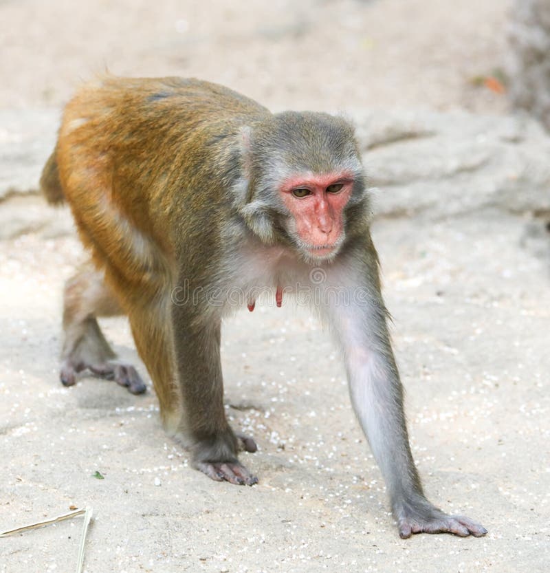 Monkey walks in the park stock photo. Image of child - 176274708