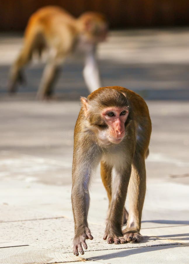Monkey walks in the park stock image. Image of thailand - 176275055