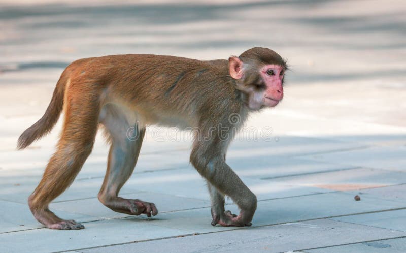 Monkey walks in the park stock photo. Image of baboon - 177671860